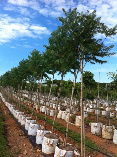 Trees Agro-Comercial e Serviços Ltda